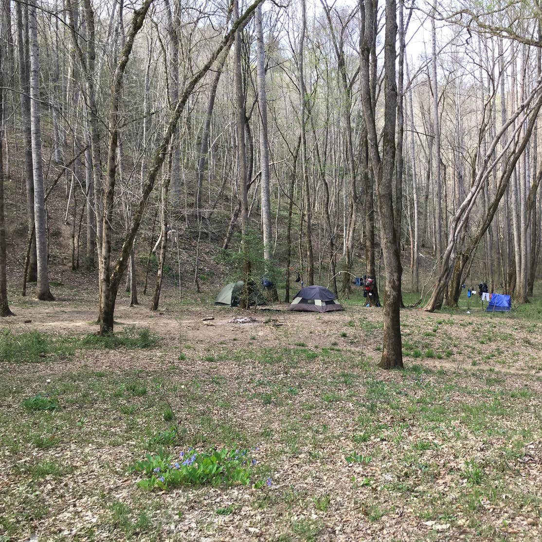 Sipsey Wilderness Backcountry Site (Trail 200 Site G) Camping ...