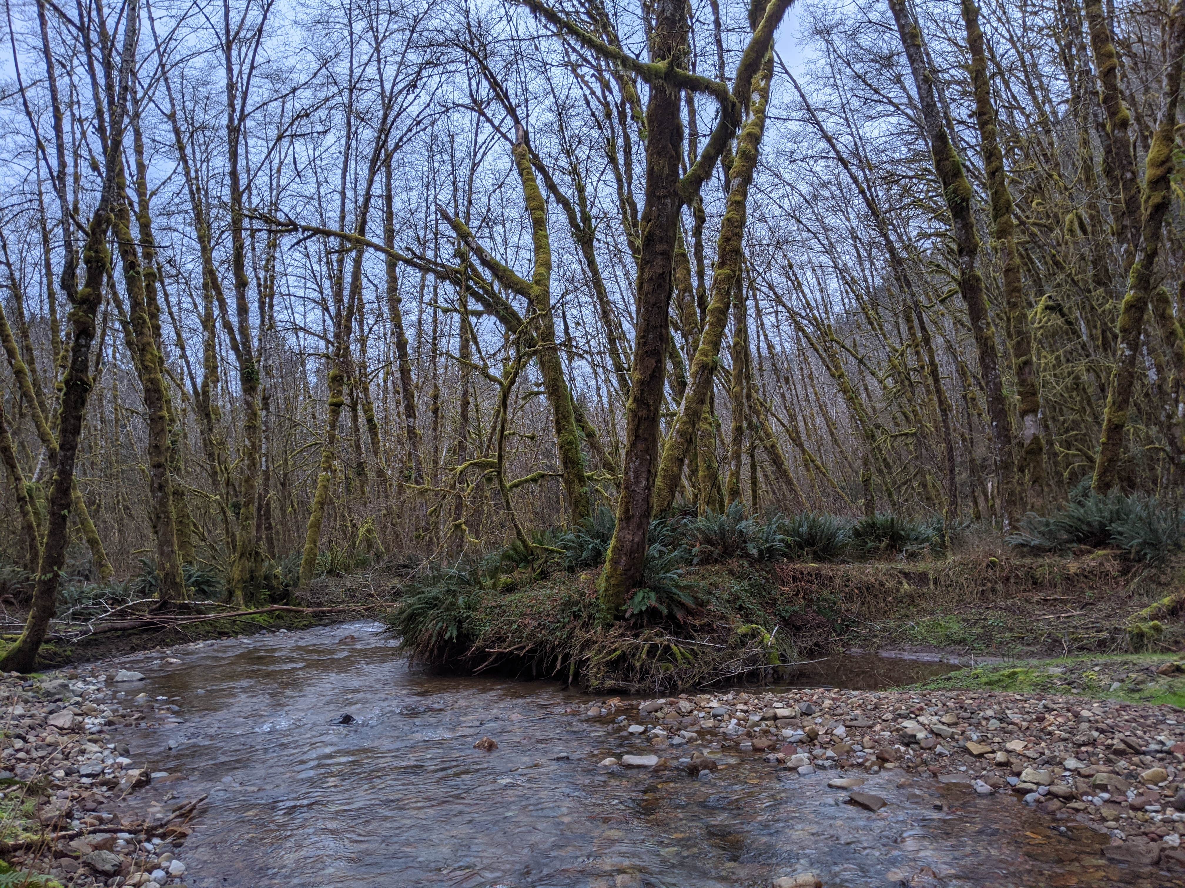 Cook Creek | The Dyrt