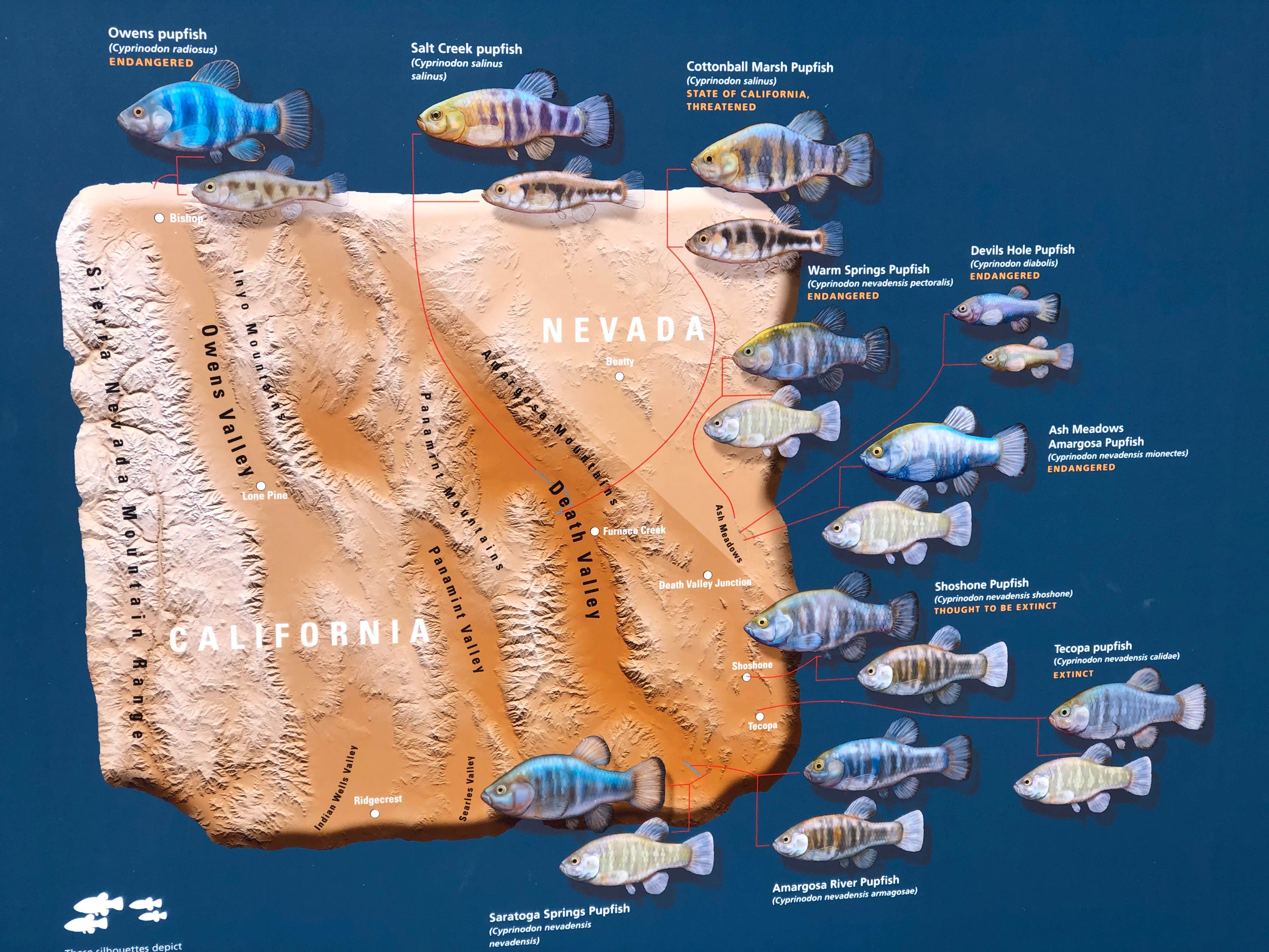 Ash Meadows Dispersed Camping | The Dyrt