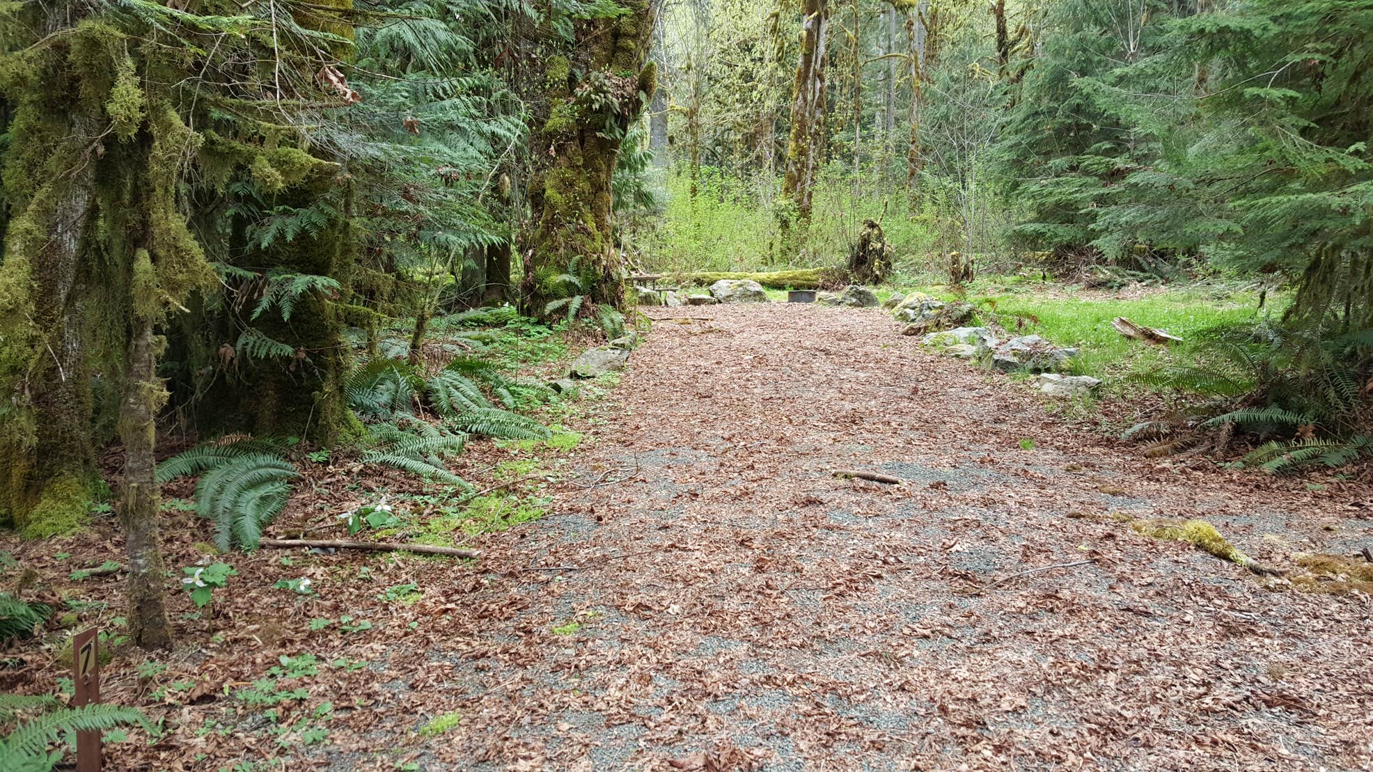 Hamma Hamma Campground Camping | The Dyrt