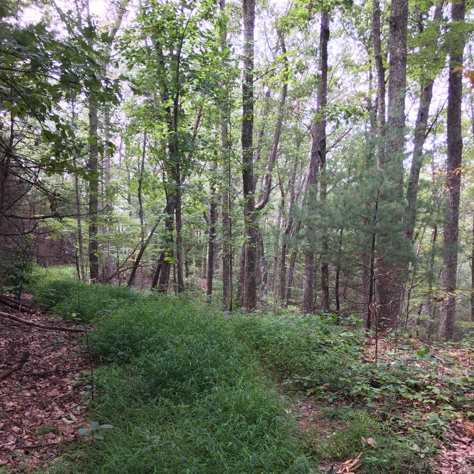 Conasauga River Campground | Crandall, Georgia