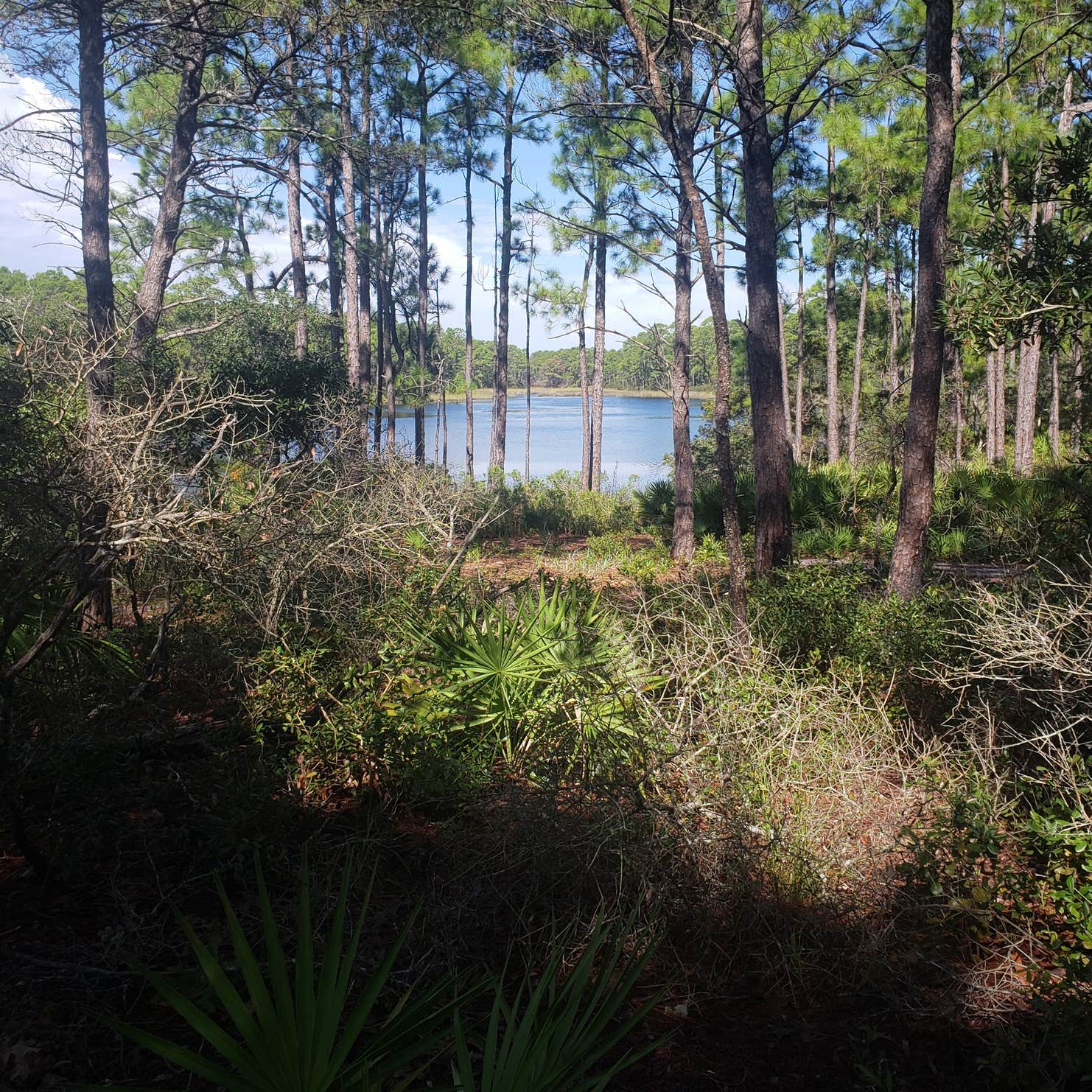 Point Washington Camping | The Dyrt