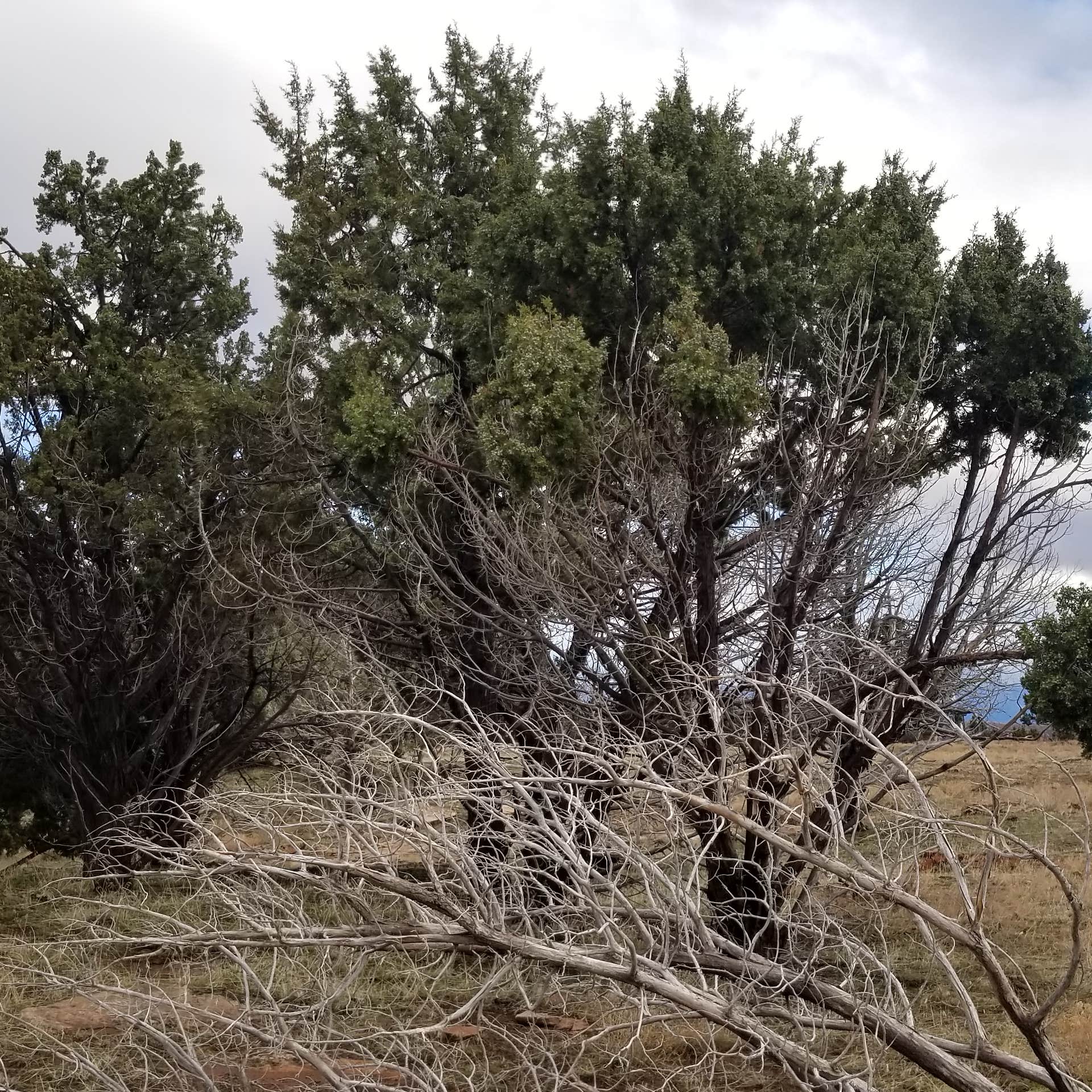 Zion Wright Family Ranch Camping | The Dyrt