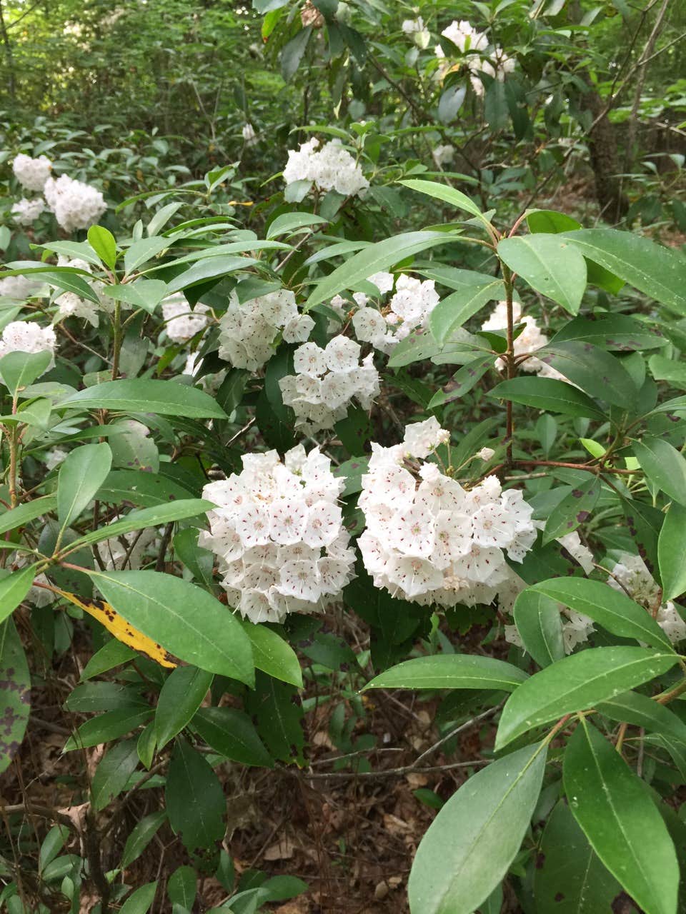 Moccasin Branch Campground — Raven Rock State Park | Mamers, NC