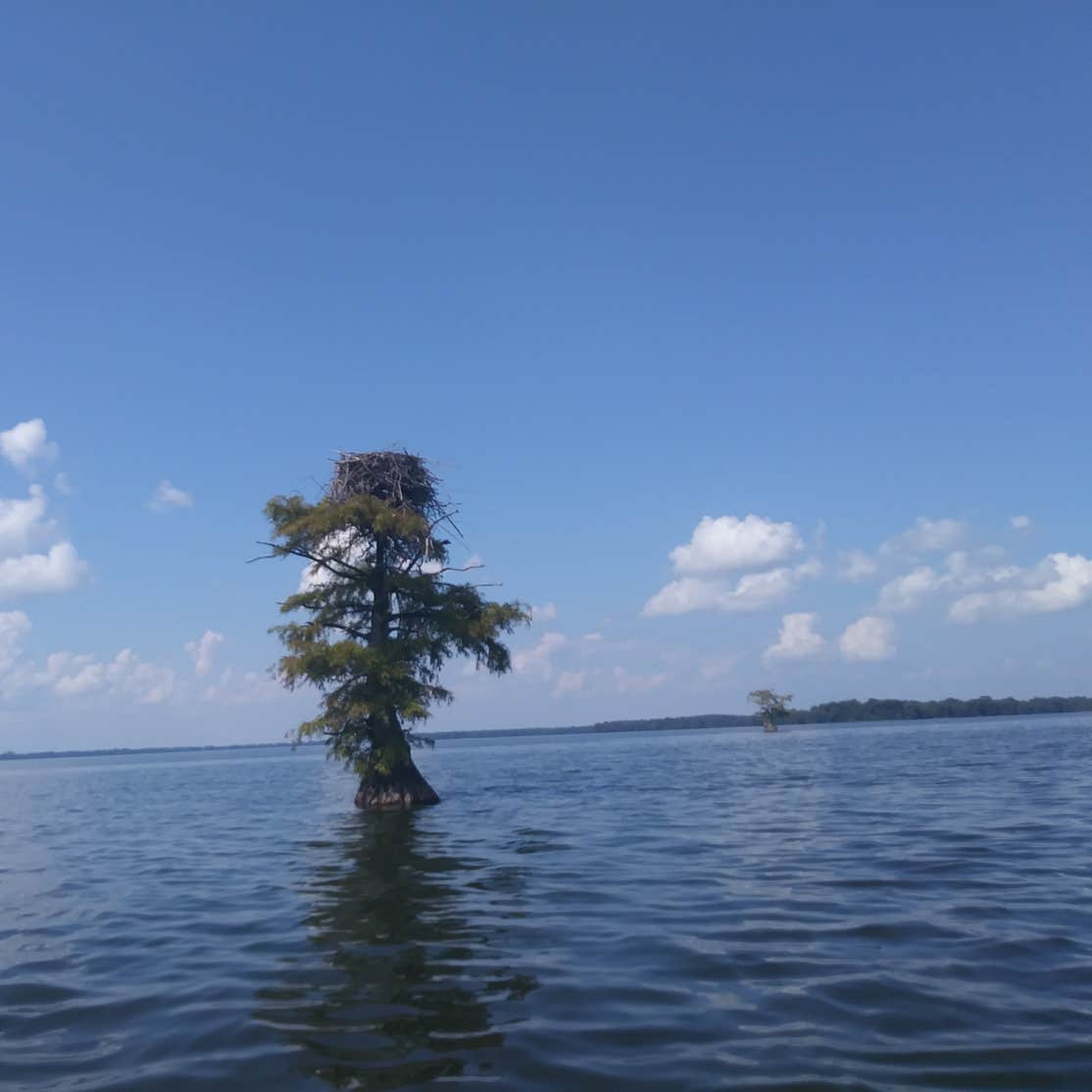 Reelfoot Lake State Park Camping | The Dyrt