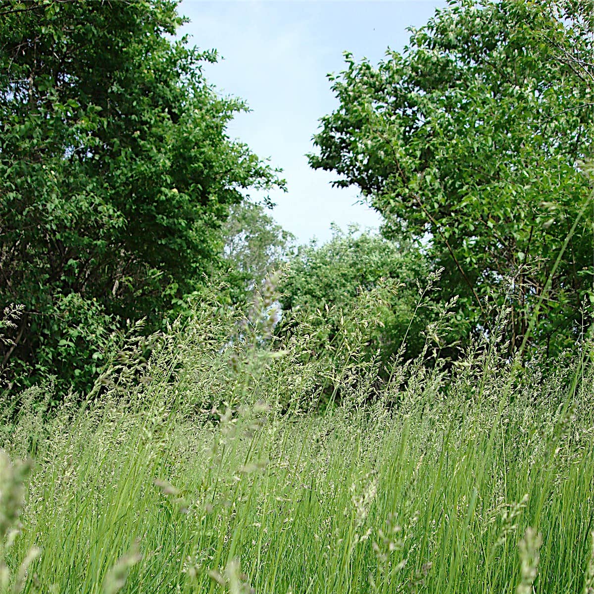 Little Wall Lake County Park Camping | Story City, Iowa