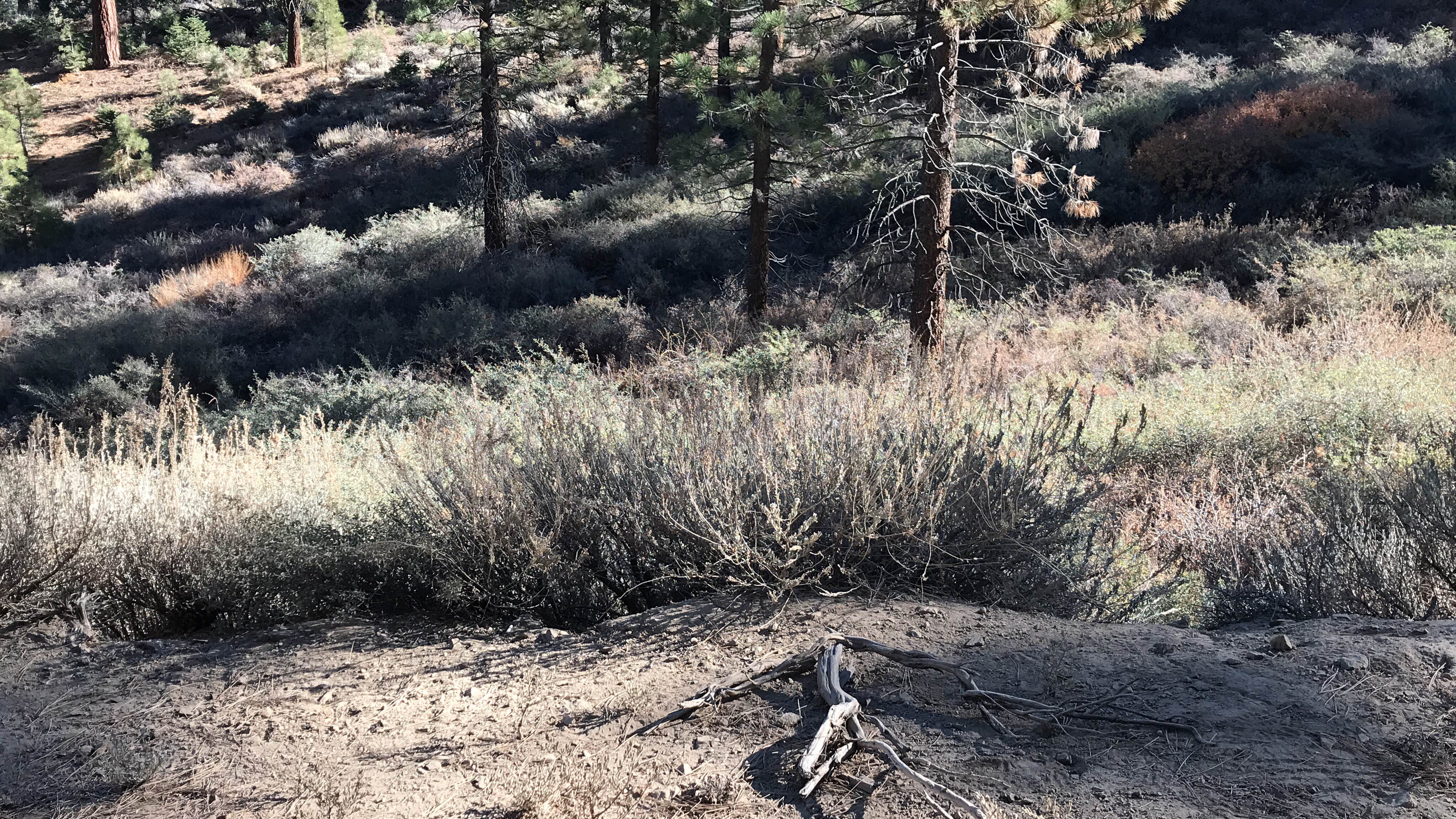 Chuchupate Campground | The Dyrt