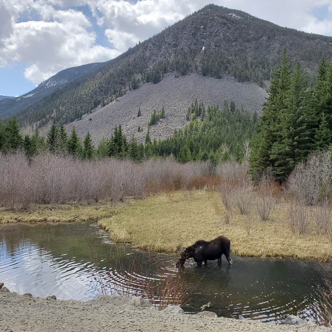 Hicks Park Camping | McLeod, MT