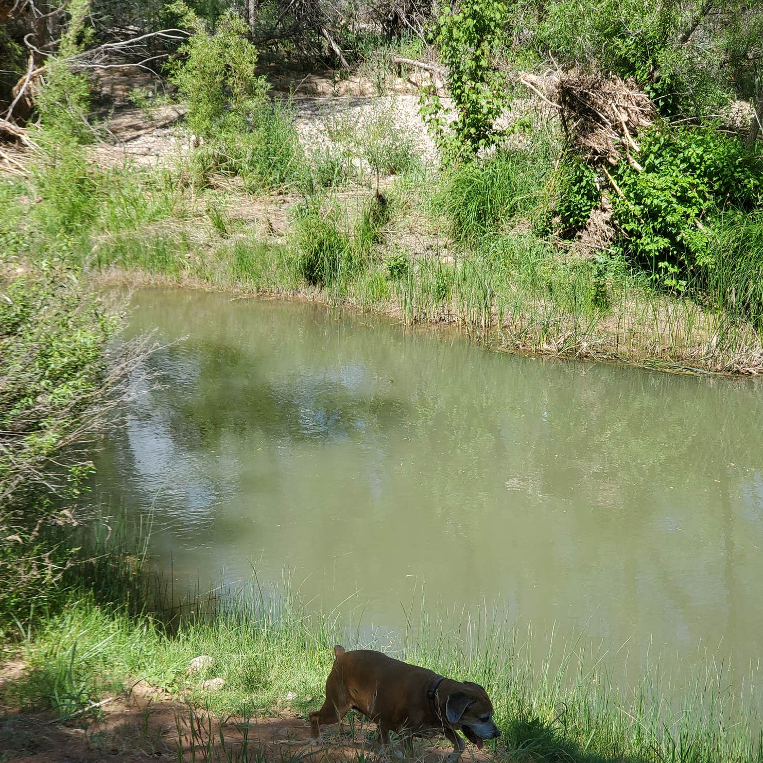 Verde River RV Resort & Cottages Camping | Camp Verde, AZ | The Dyrt