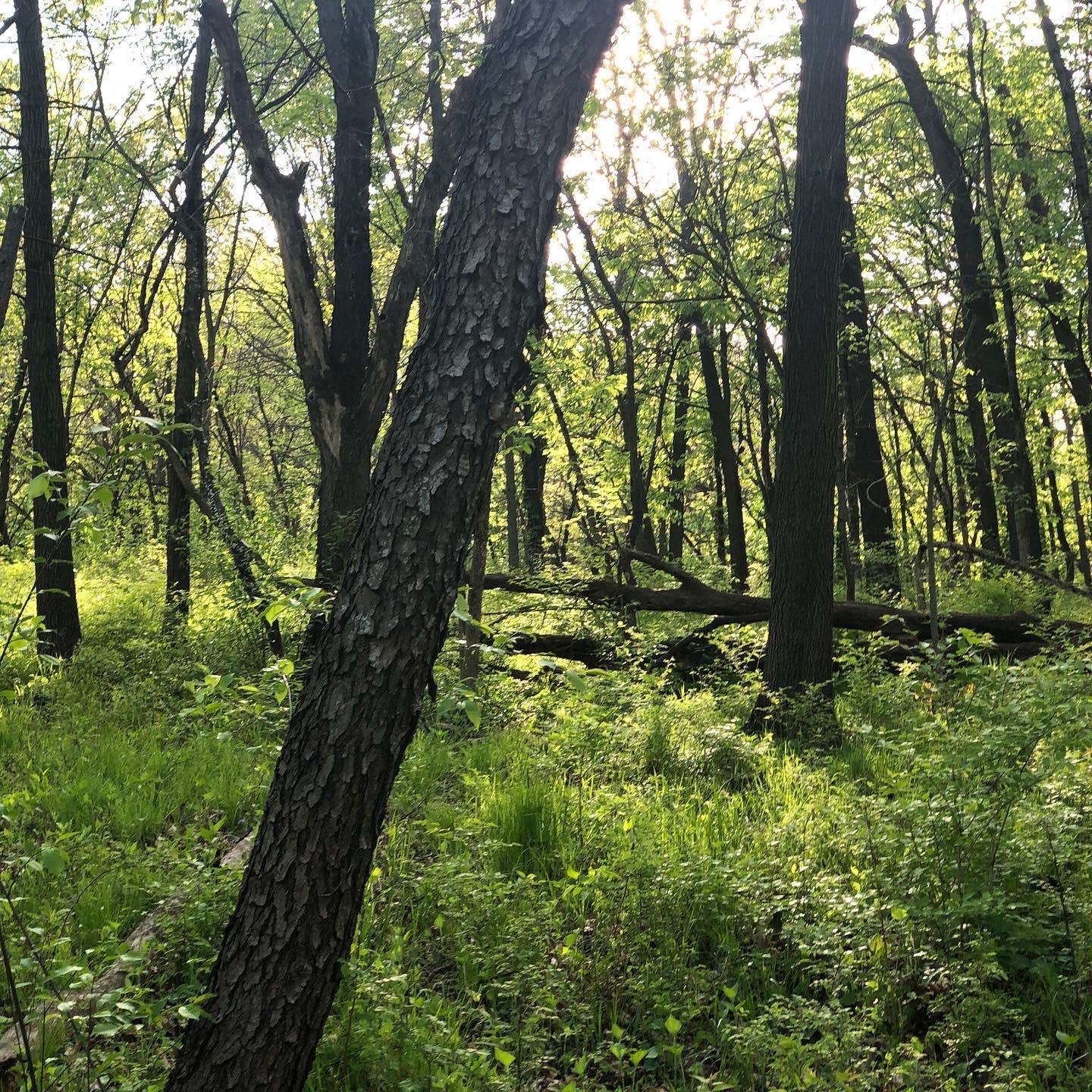 Yellow Banks County Park | Des Moines, IA
