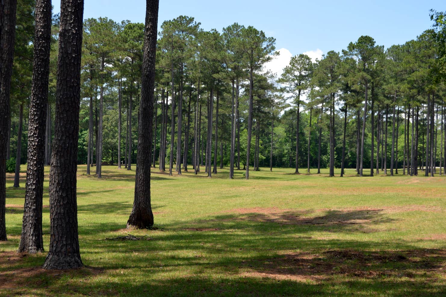 Chattahoochee Old Town Campground Camping | The Dyrt