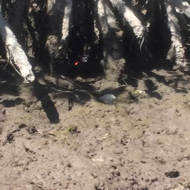 Elliott Key — Biscayne National Park Camping | Homestead, FL