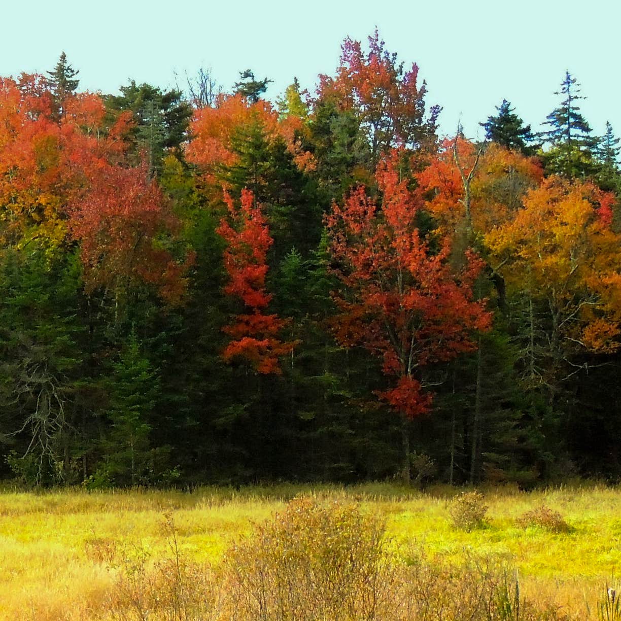 Woodford State Park Camping | The Dyrt