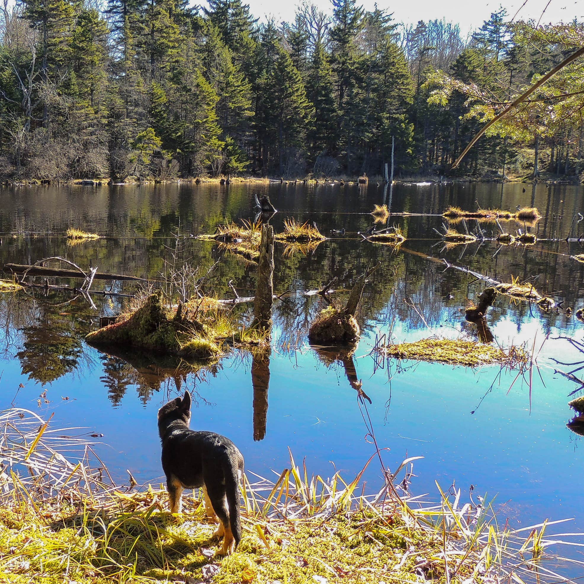 Woodford State Park Camping | The Dyrt