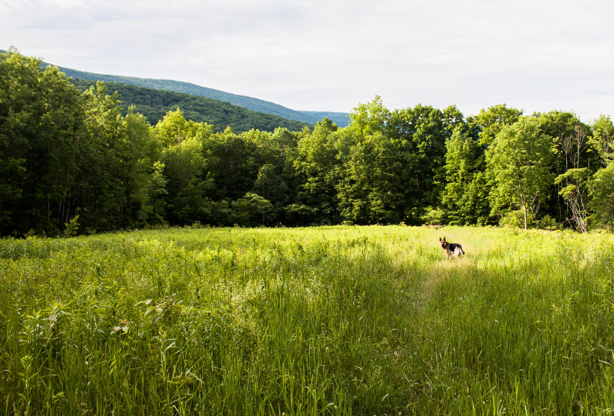 Emerald Lake State Park Campground | Dorset, VT