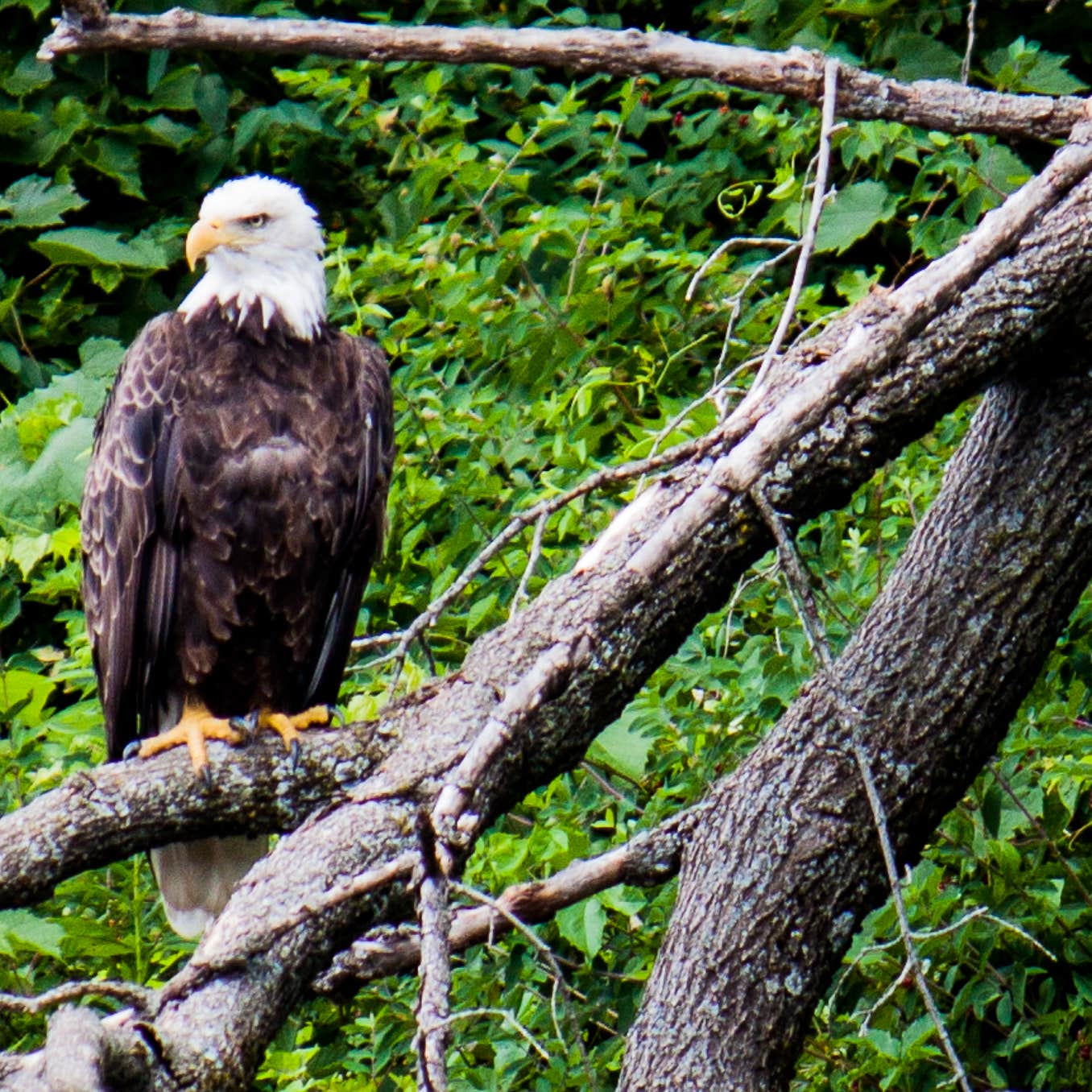 Wilgus State Park Campground | Springfield, VT