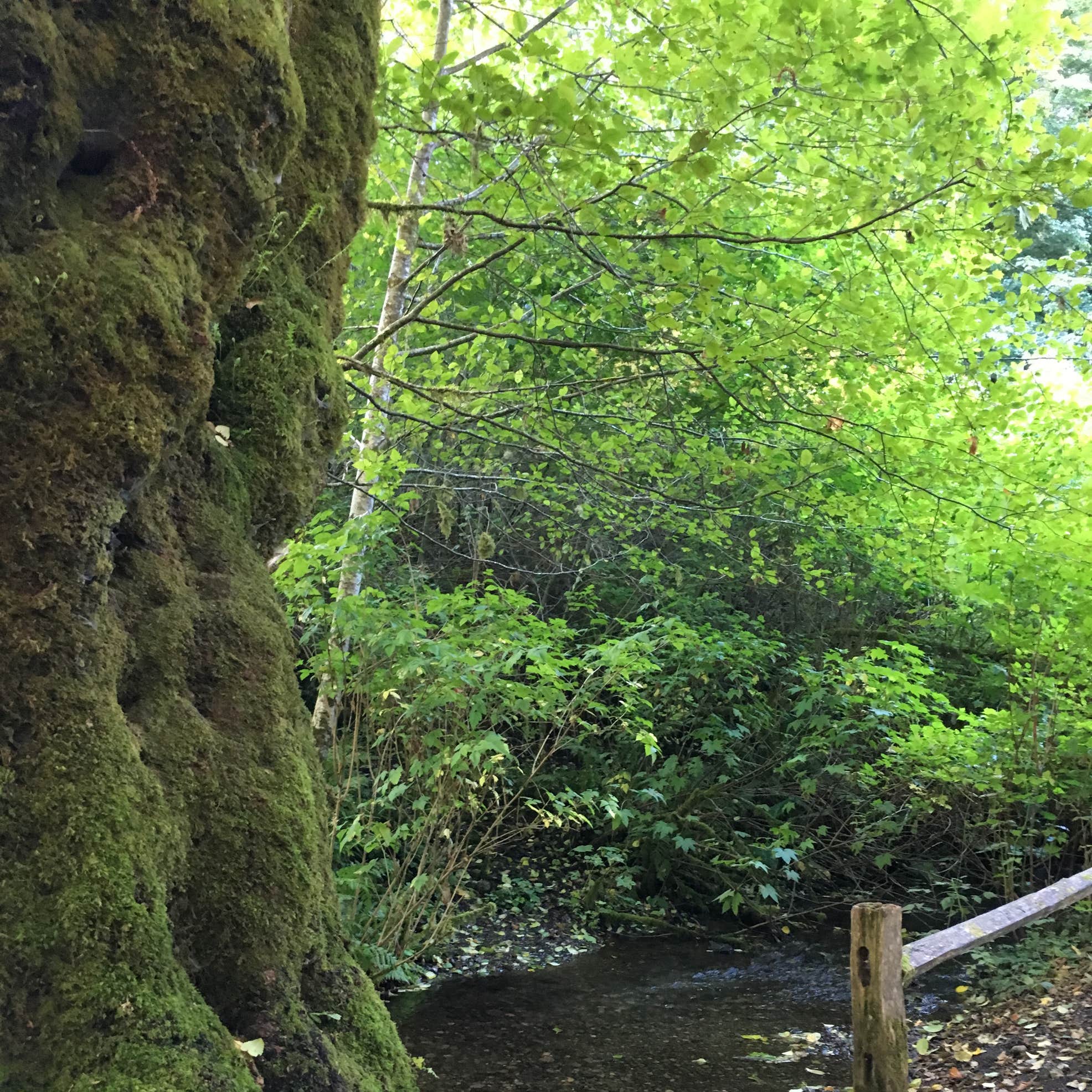 Potlatch State Park Camping | The Dyrt