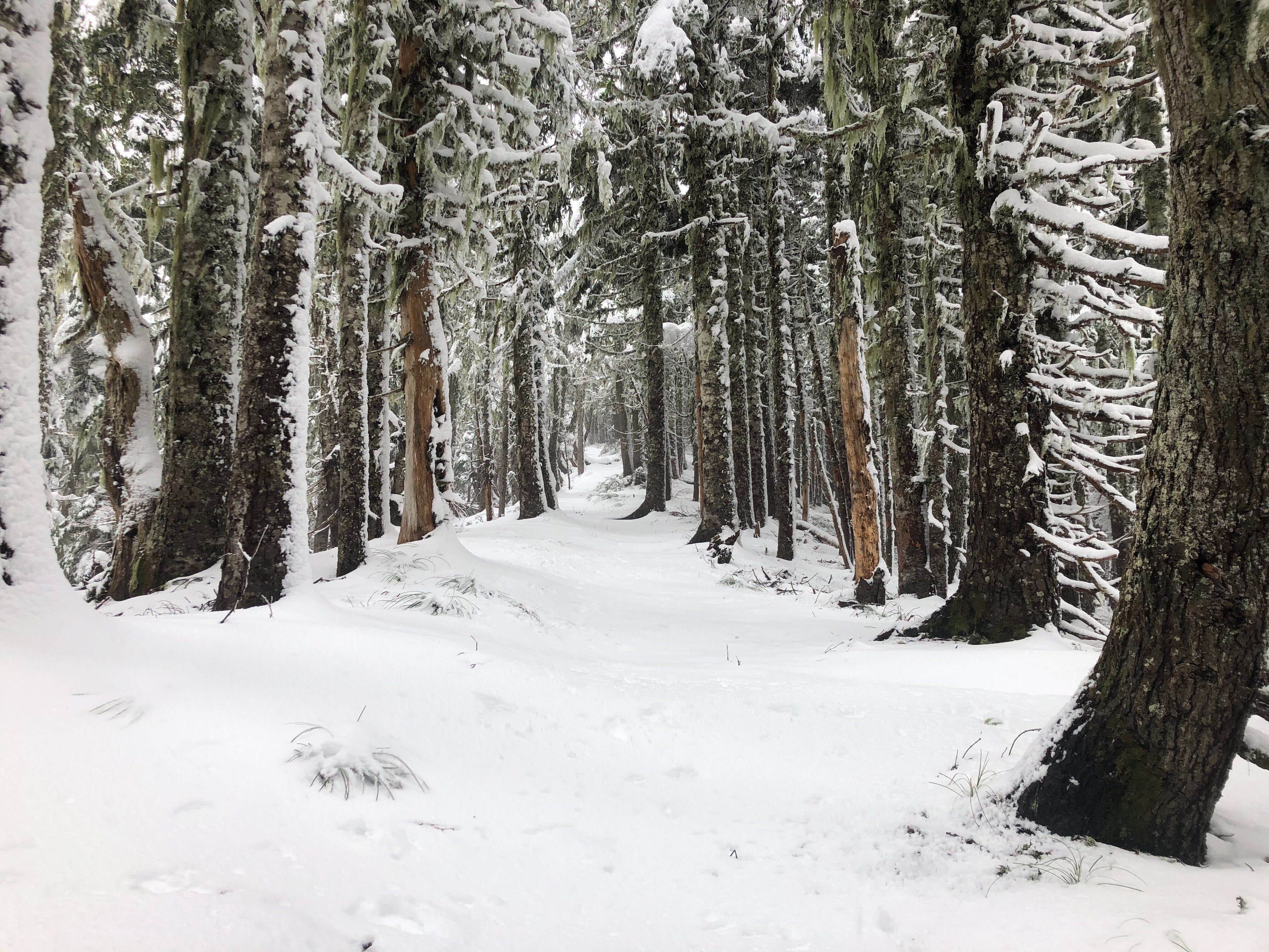 McNeil Point Dispersed Camping | Government Camp, OR