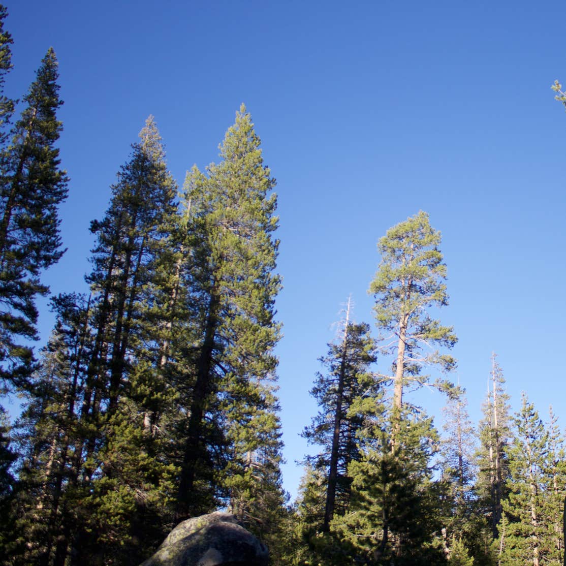 White Wolf - Yosemite National Park Camping | The Dyrt