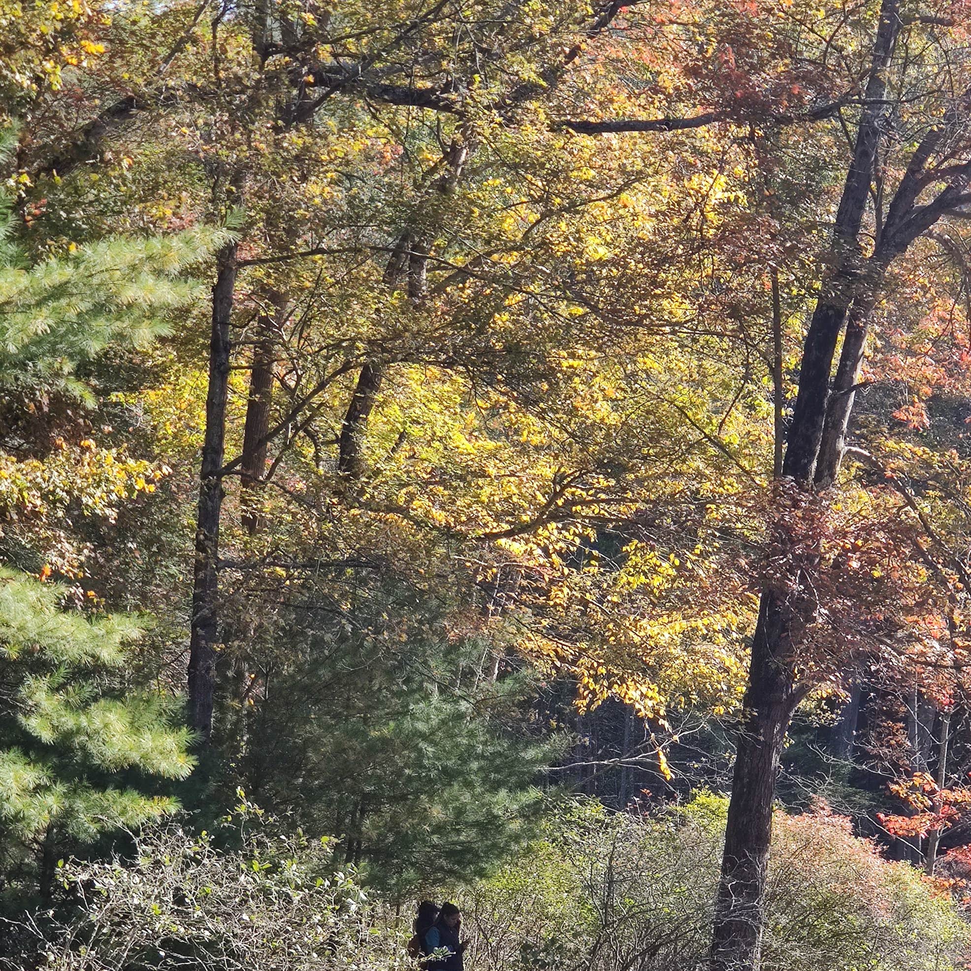 Caledonia State Park Camping | The Dyrt