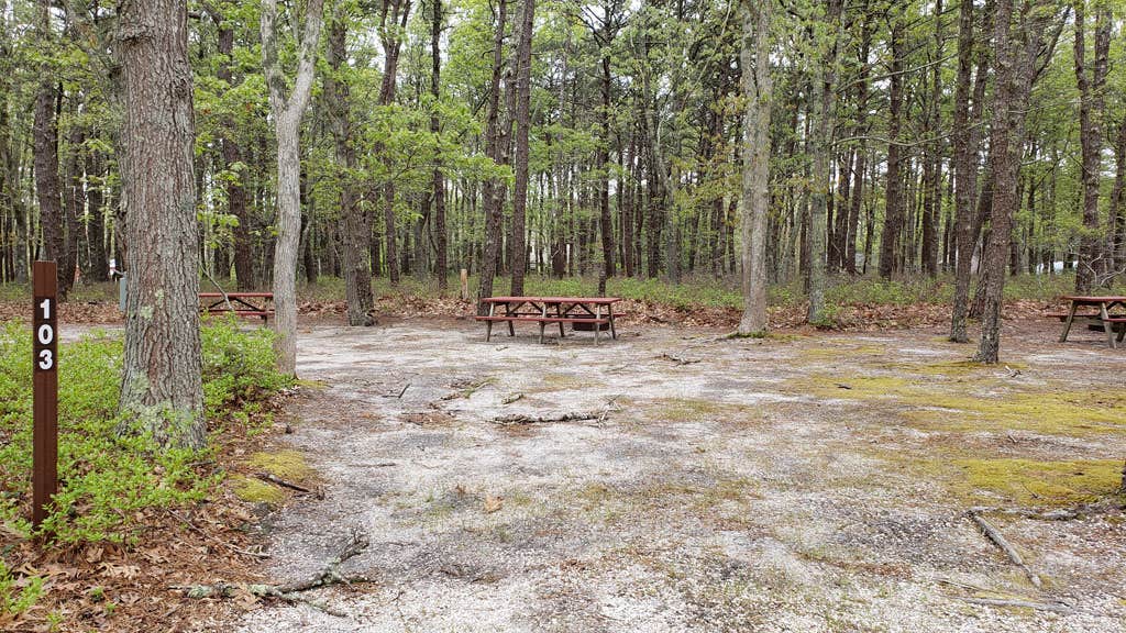 Wellfleet Hollow State Campground | South Wellfleet, Massachusetts