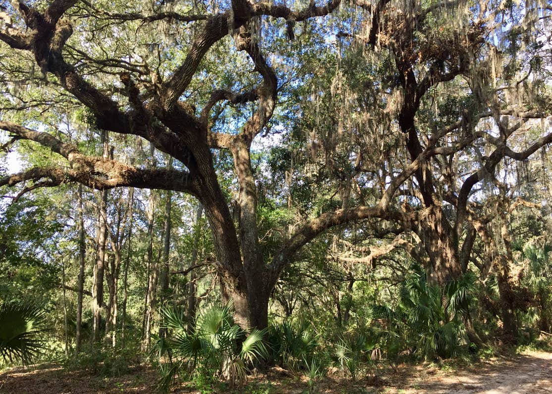 Alafia River State Park Camping | The Dyrt