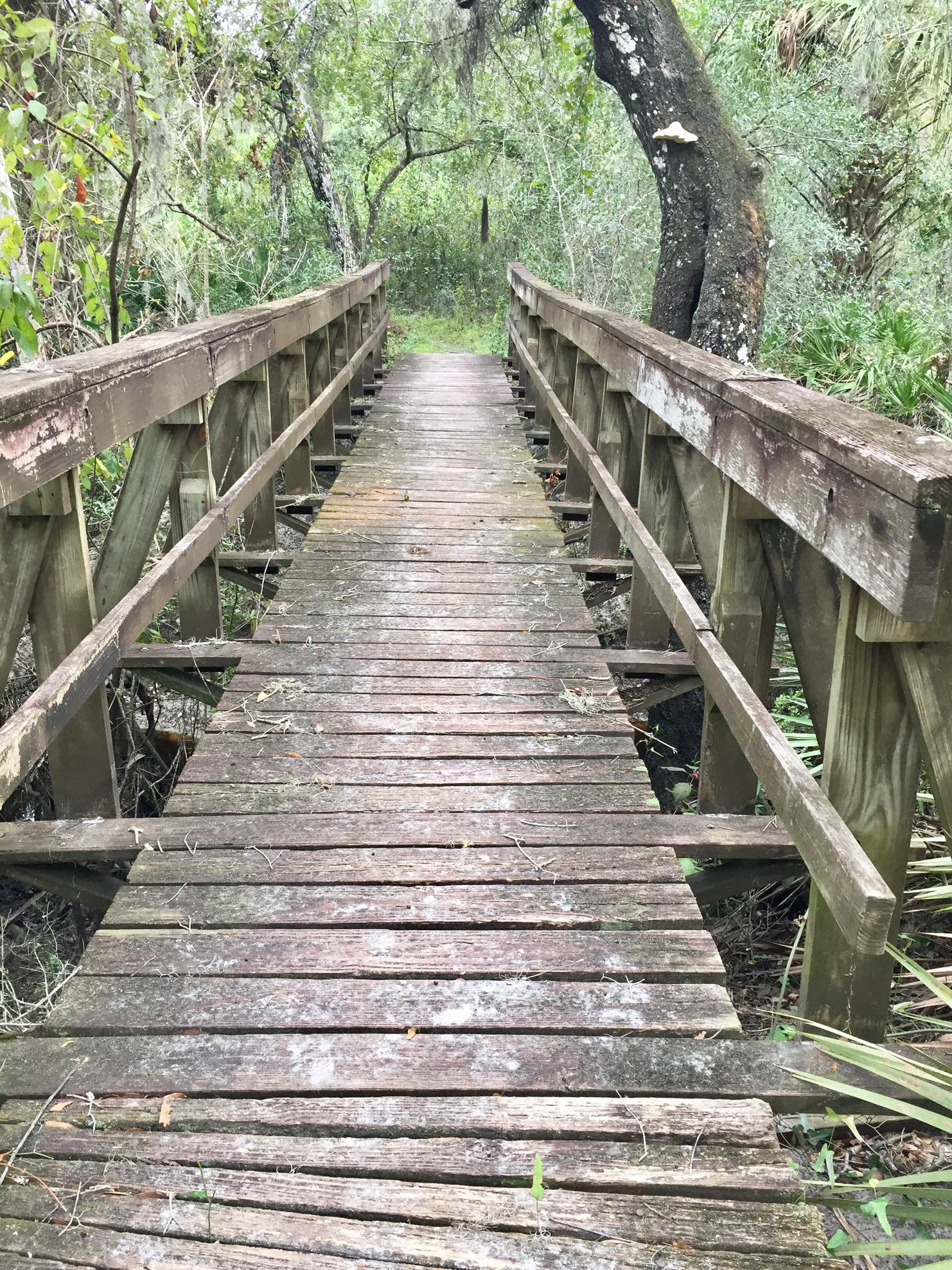 Little Manatee River | The Dyrt