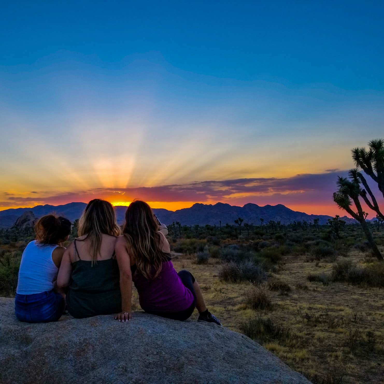 Joshua Tree National Park Camping Guide