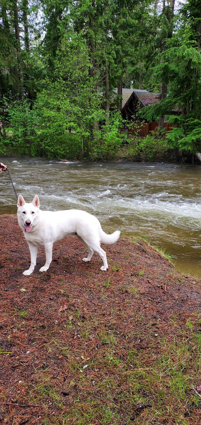 Priest Lake Indian Creek Camping | The Dyrt