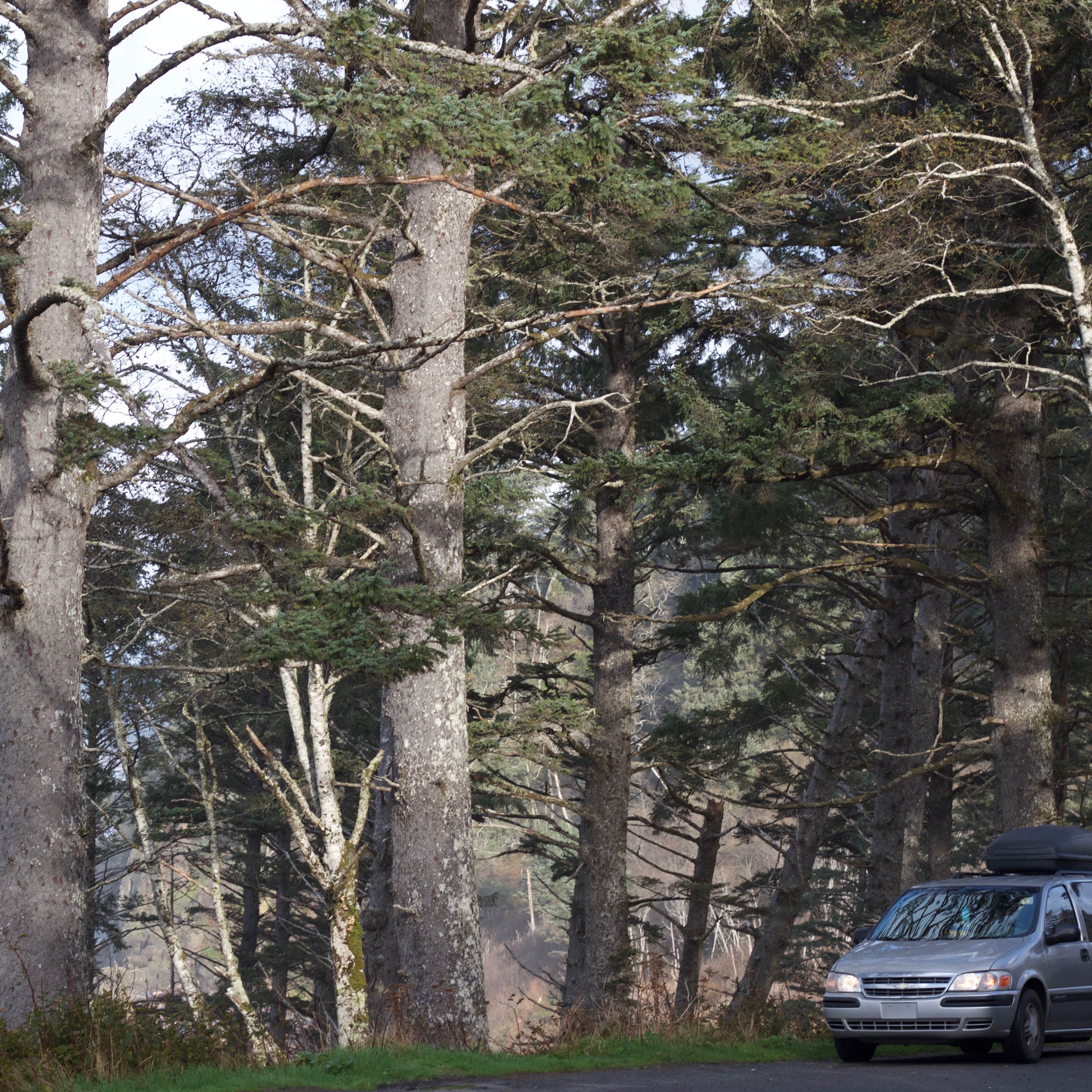 Strawberry Point Camping — Olympic National Park | La Push, Washington