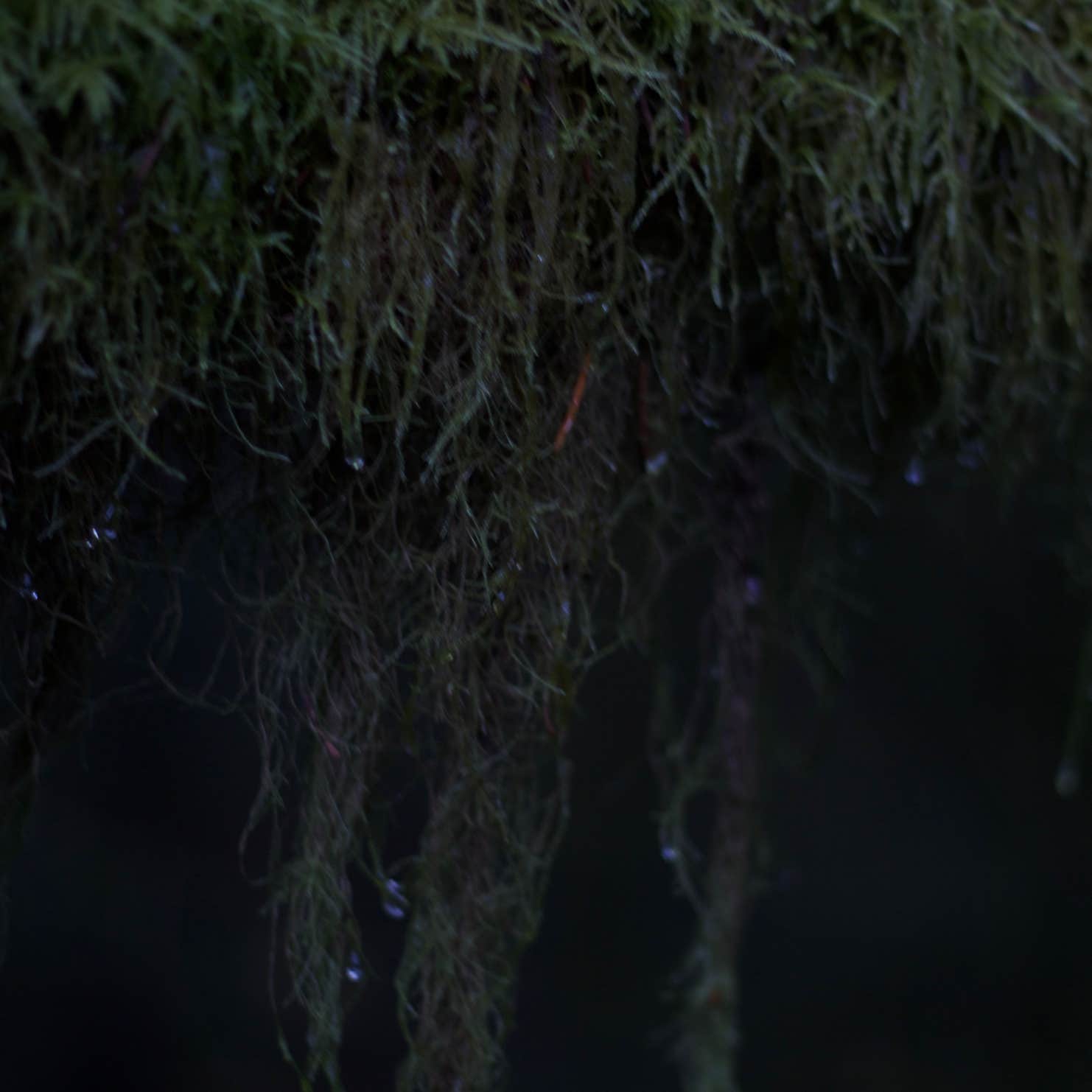 Strawberry Point Camping — Olympic National Park | La Push, WA