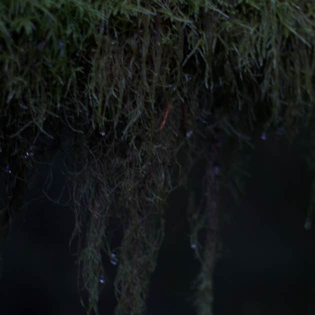 Strawberry Point Camping — Olympic National Park | La Push, WA