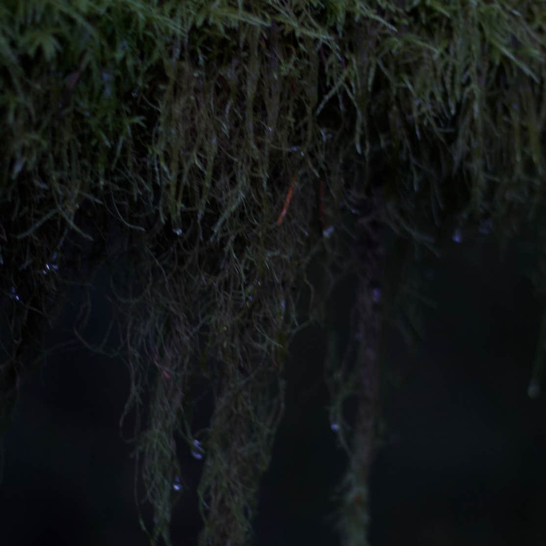 Strawberry Point Camping — Olympic National Park | La Push, Washington