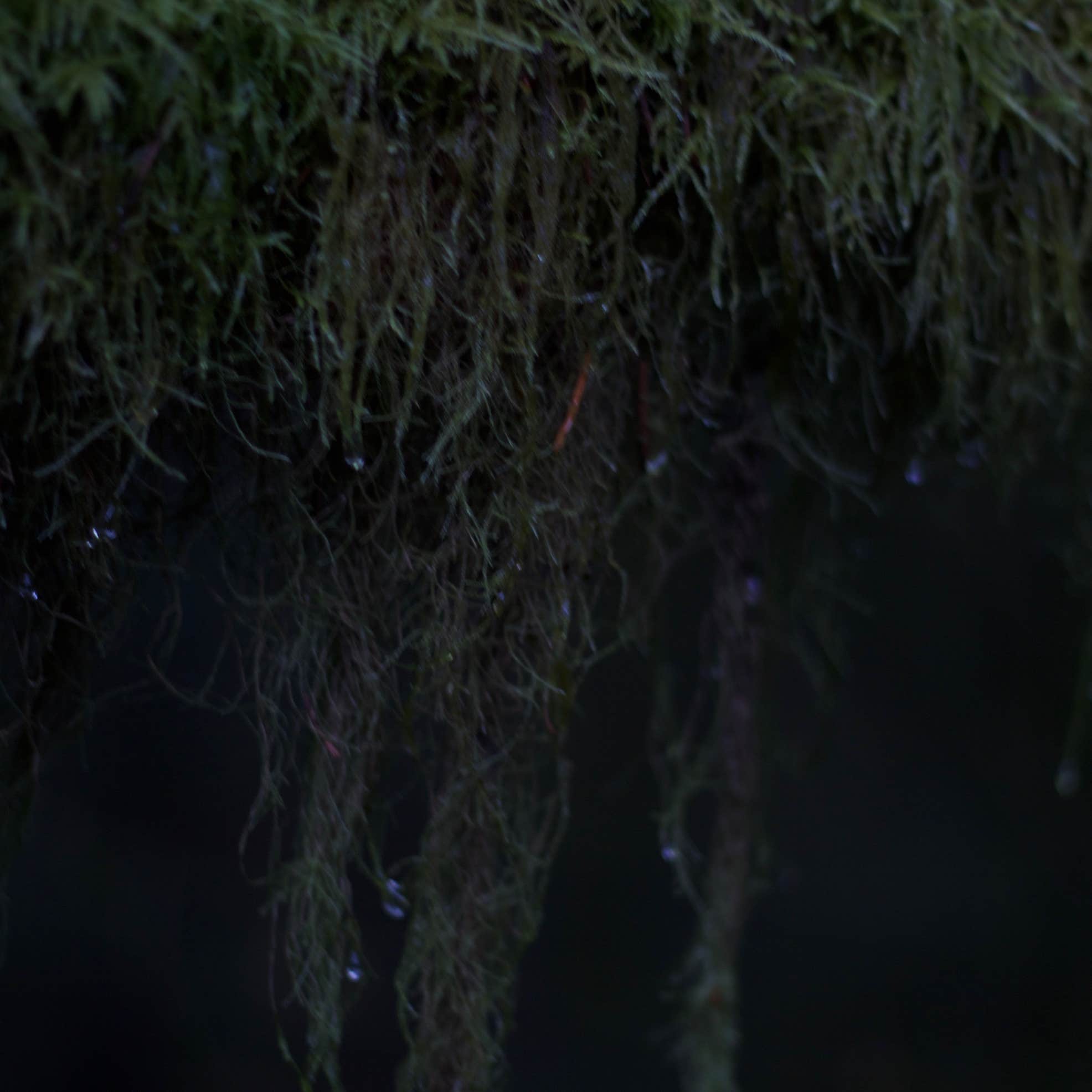 Strawberry Point Camping — Olympic National Park | La Push, Washington