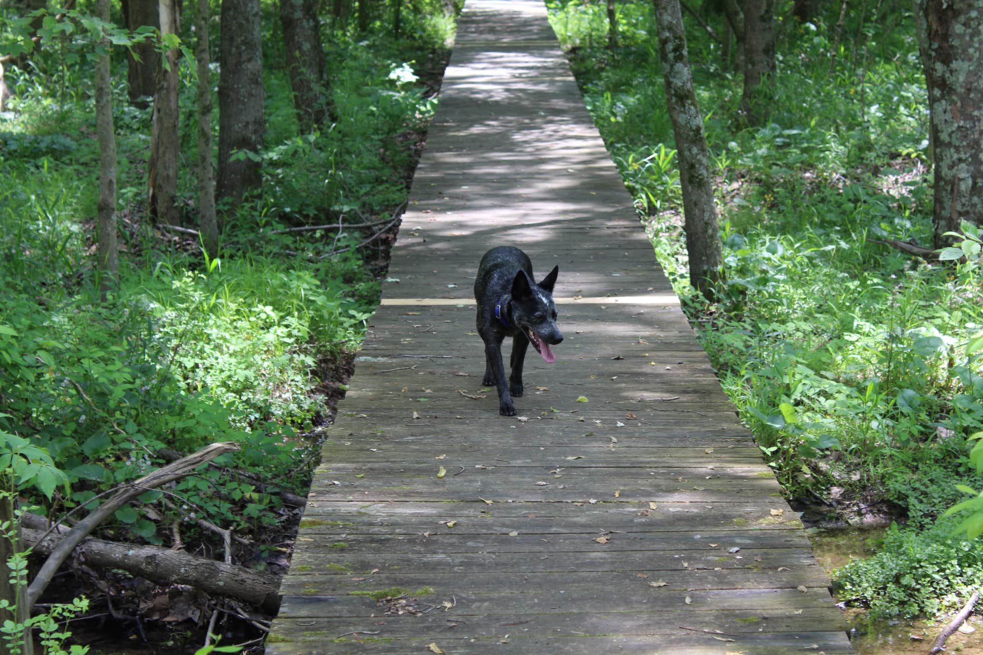 Jackson Washington State Forest Camping | Brownstown, IN