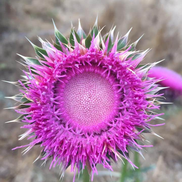 Williamson River Campground Camping | The Dyrt