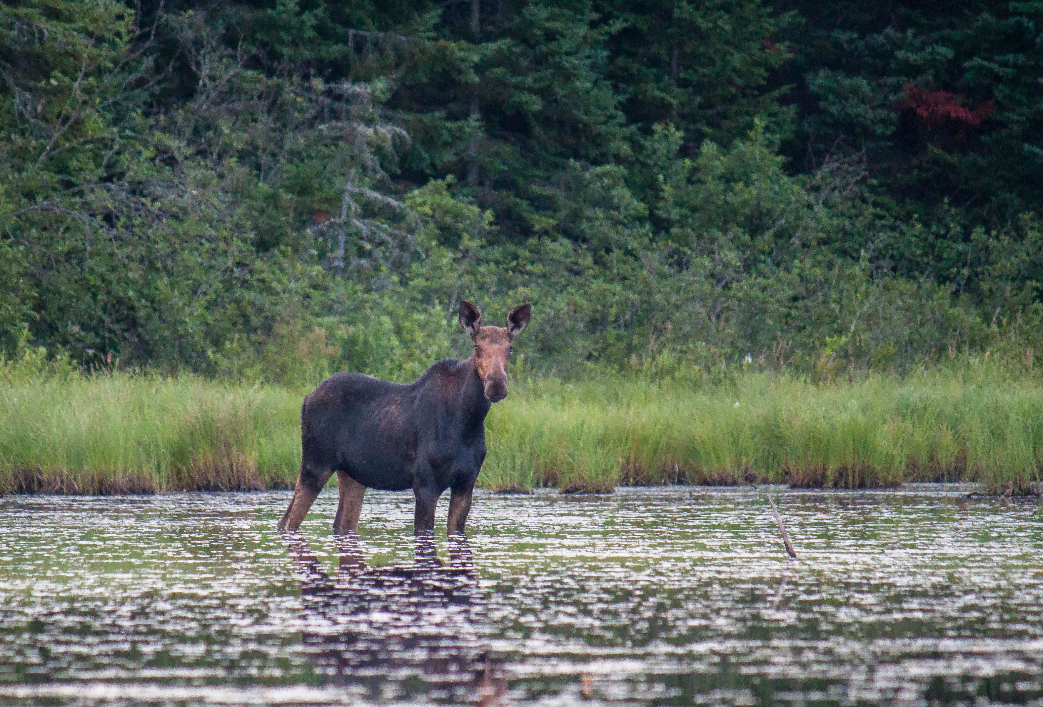 Green River Reservoir State Park Campground | Hyde Park, VT
