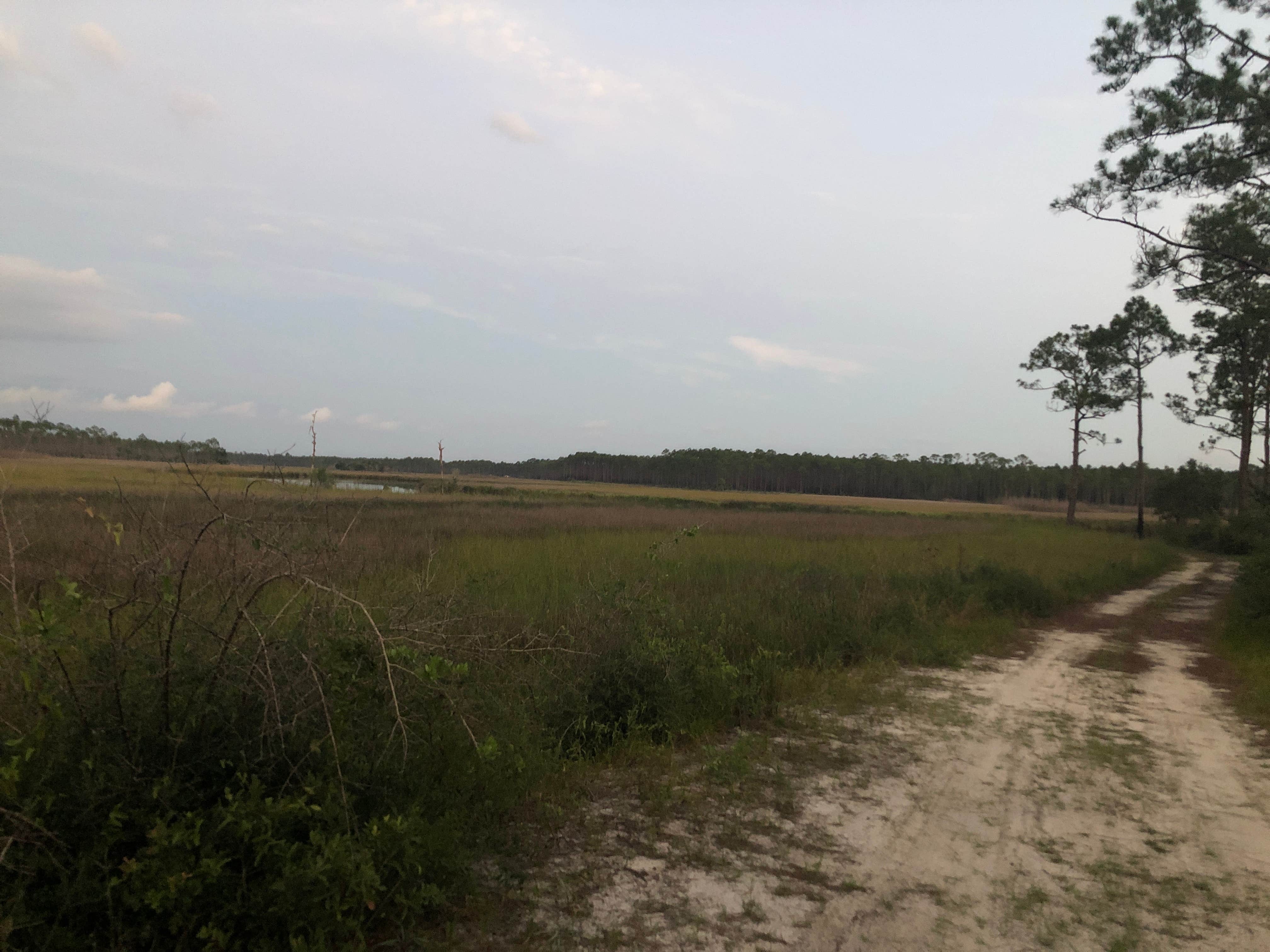 Tate's Hell State Forest High Bluff Primitive Campsites, FL | Eastpoint, FL