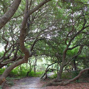 False Cape State Park Camping | The Dyrt