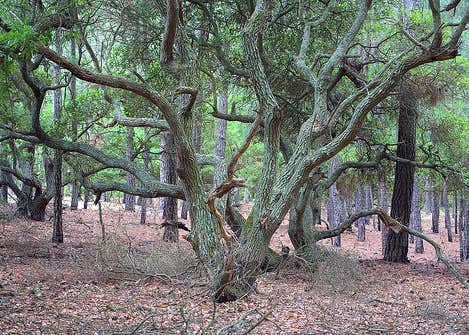 False Cape State Park Camping | The Dyrt