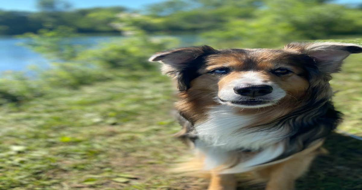 Wiregrass Lake Metropark Camping | Holland, OH