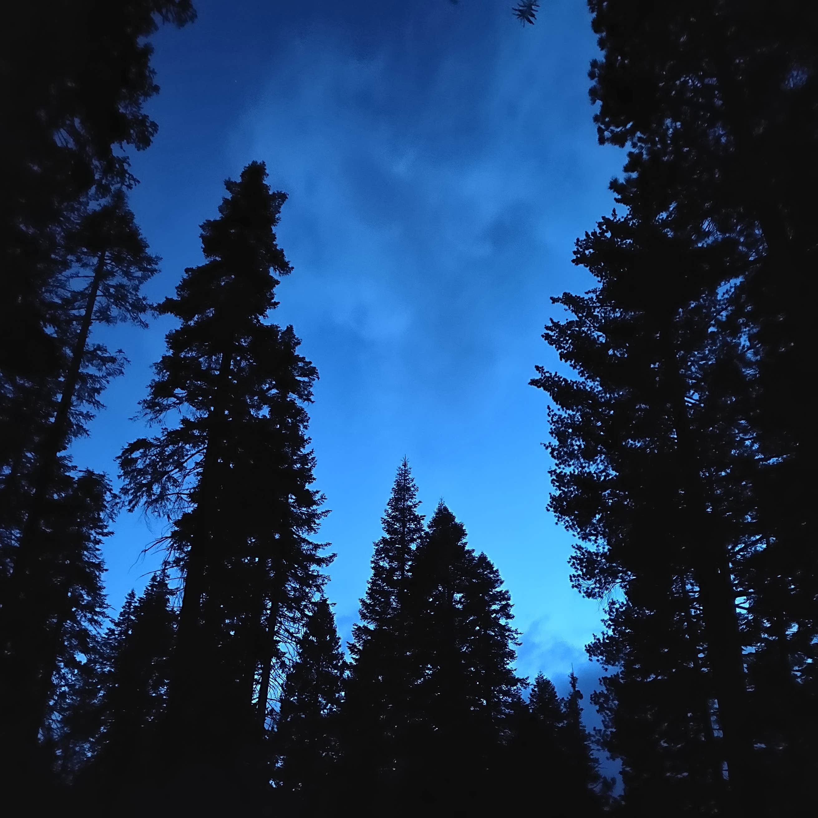 Sequoia National Forest Upper Peppermint Dispersed Area Camping | The Dyrt