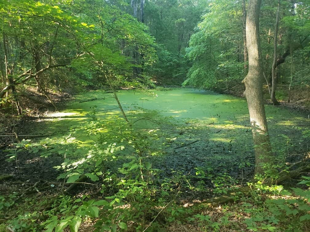 Dixon Springs State Park Campground | Golconda, IL