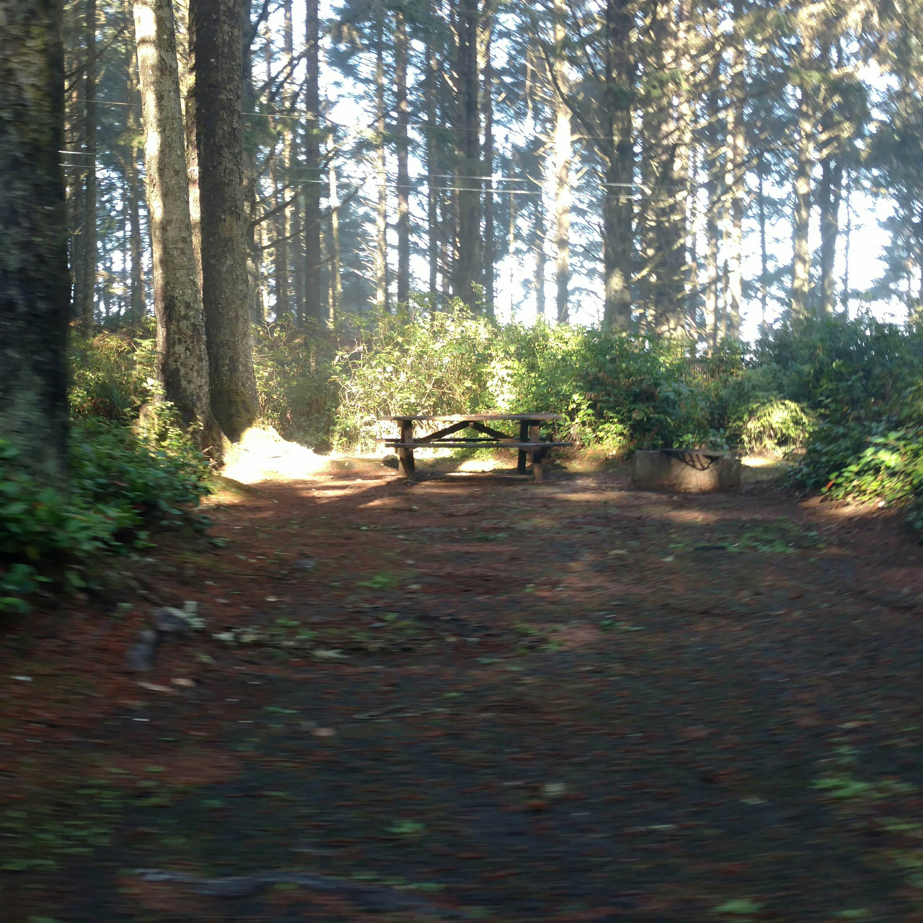 Bastendorff Beach Park Camping | The Dyrt