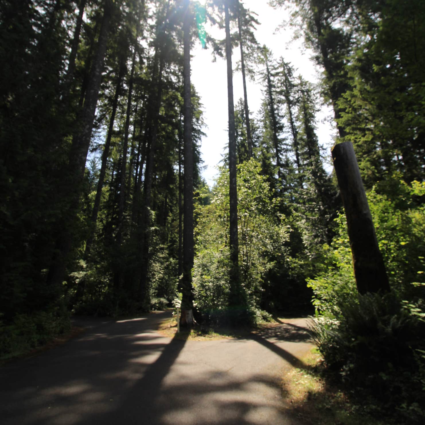 Cresap Bay Campground Camping | Yale, WA | The Dyrt