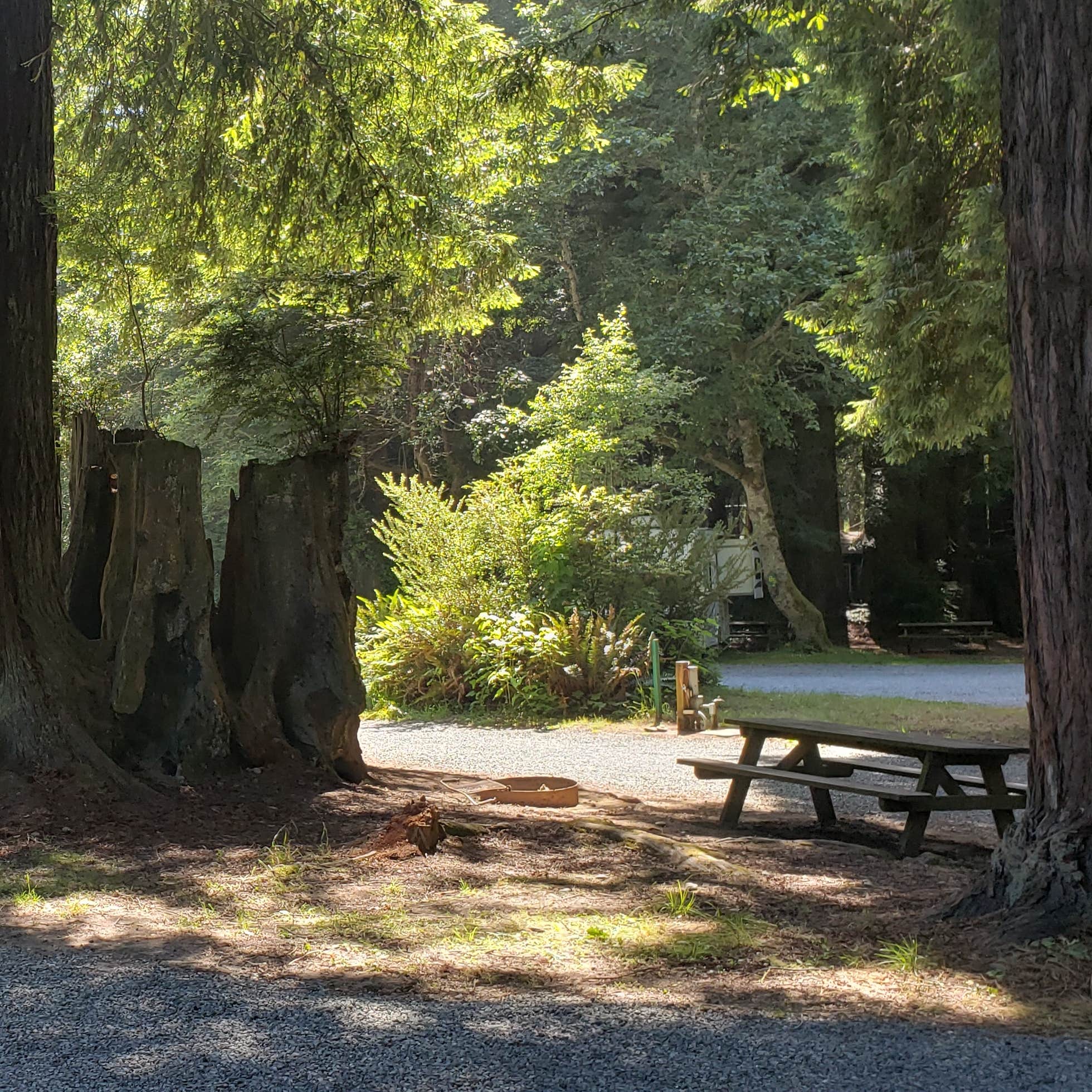 Emerald Forest Cabins & RV Camping | The Dyrt