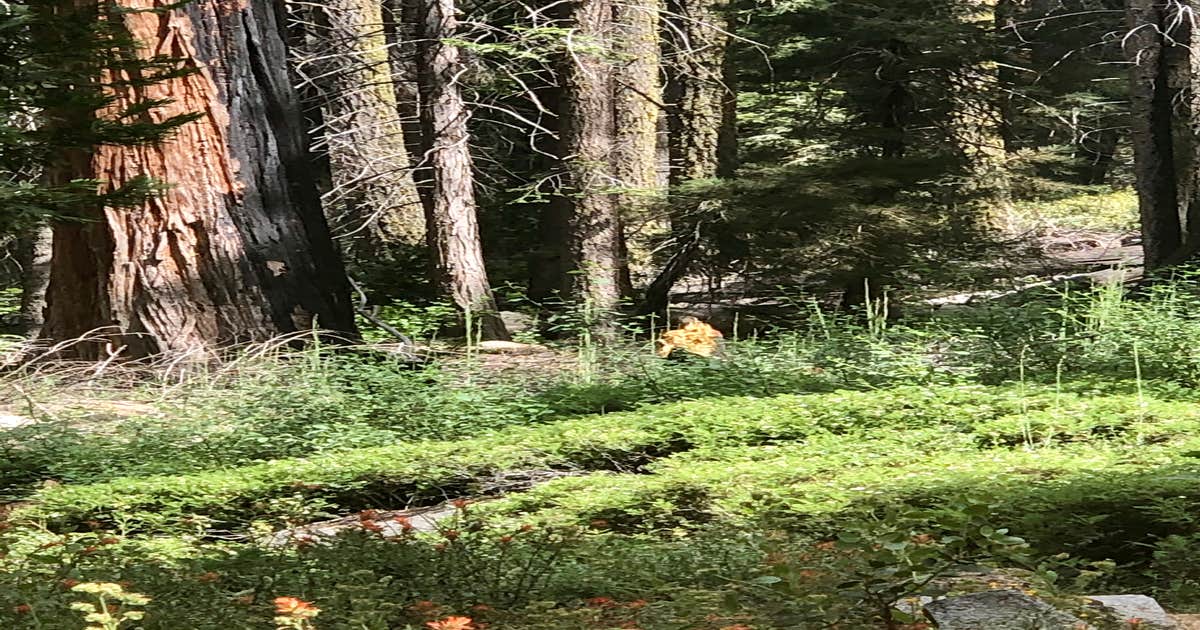 Shake Camp - State Forest | Camp Nelson, California