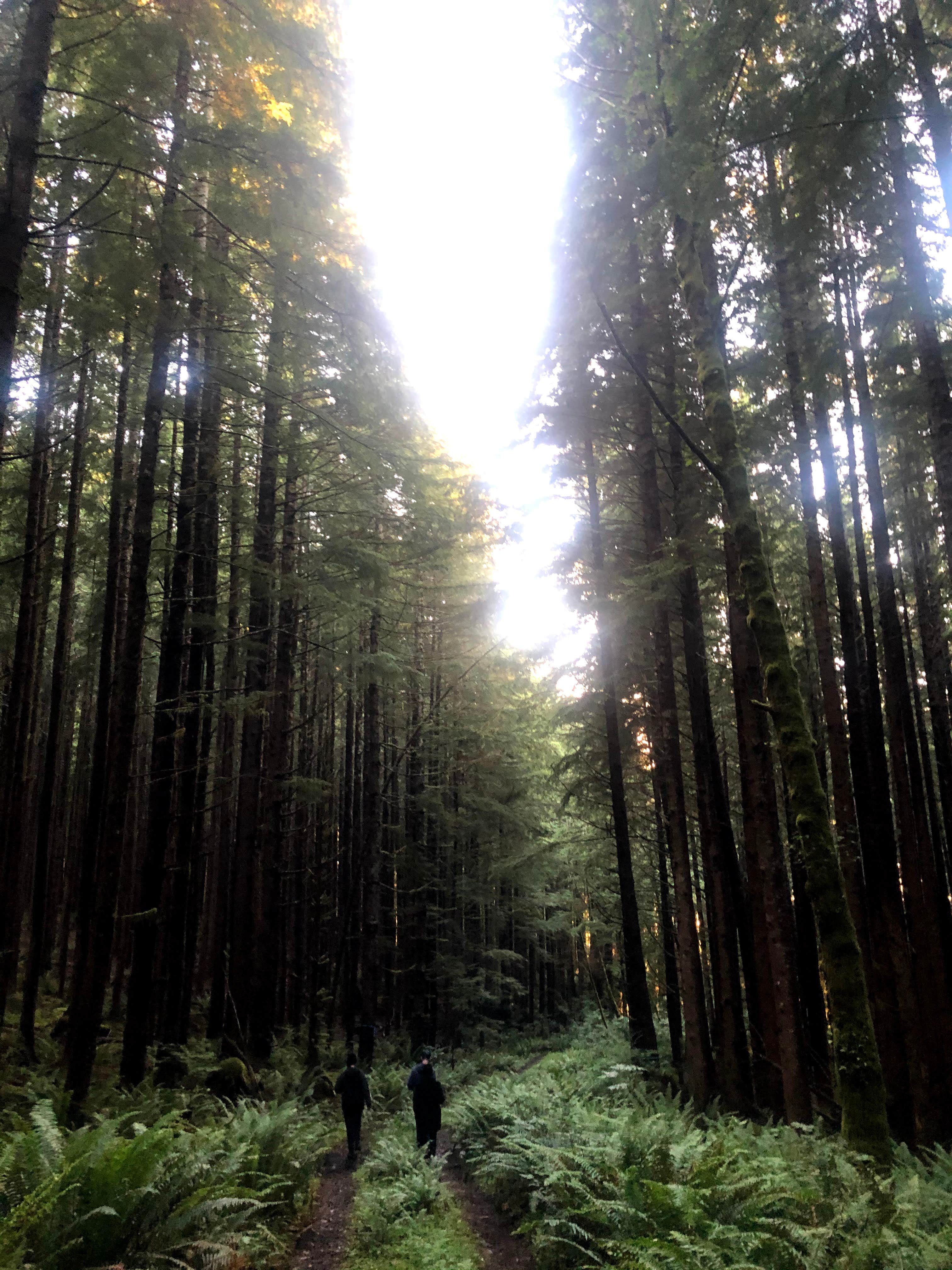 Siuslaw National Forest Dispersed Camping | Beaver, OR
