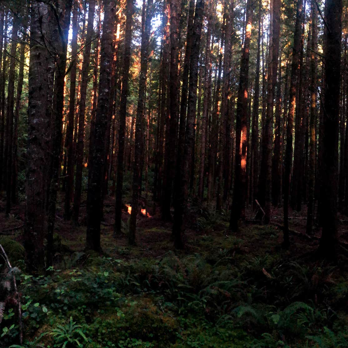 Siuslaw National Forest Dispersed Camping Camping | The Dyrt