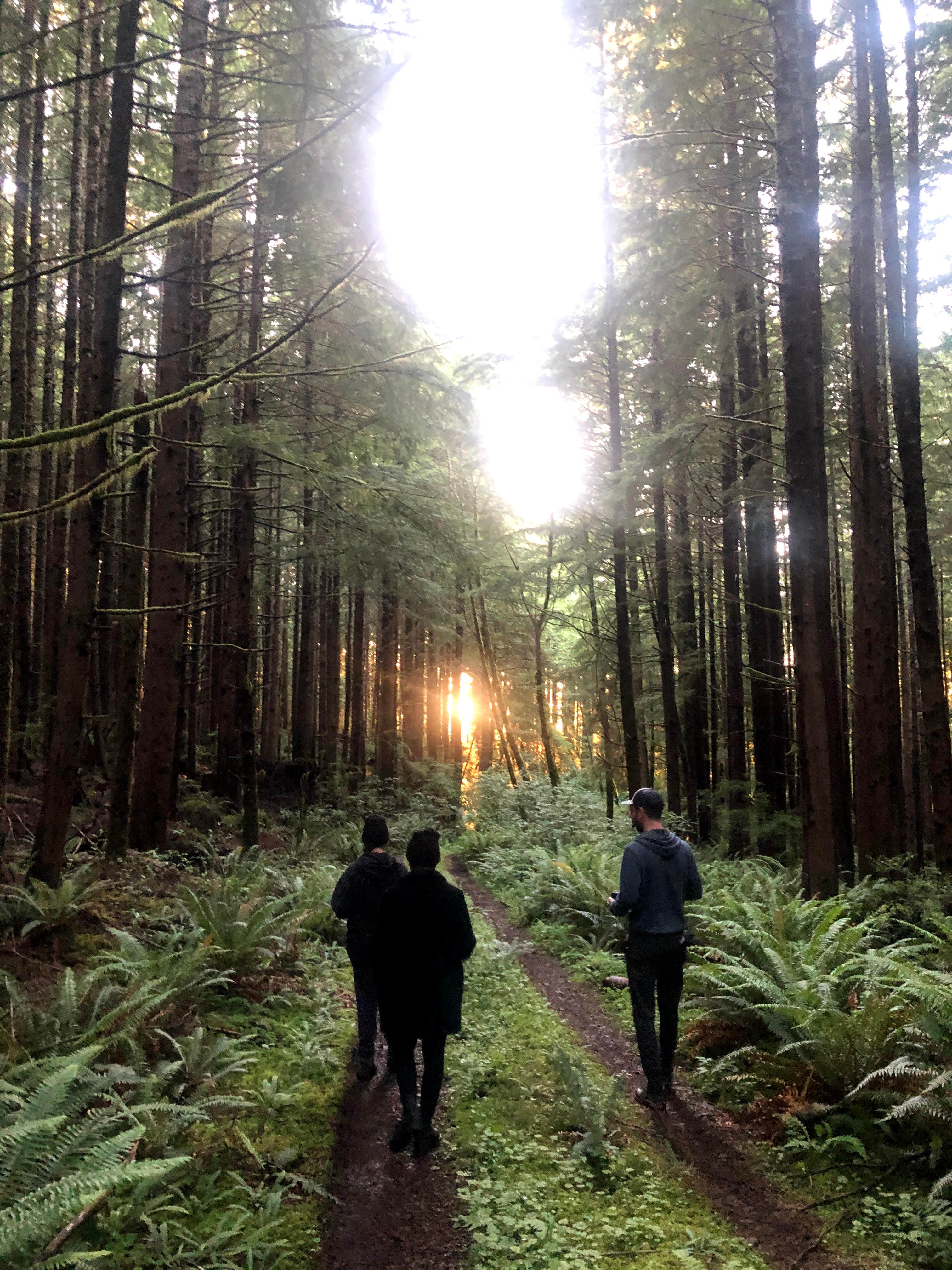 Siuslaw National Forest Dispersed Camping | The Dyrt